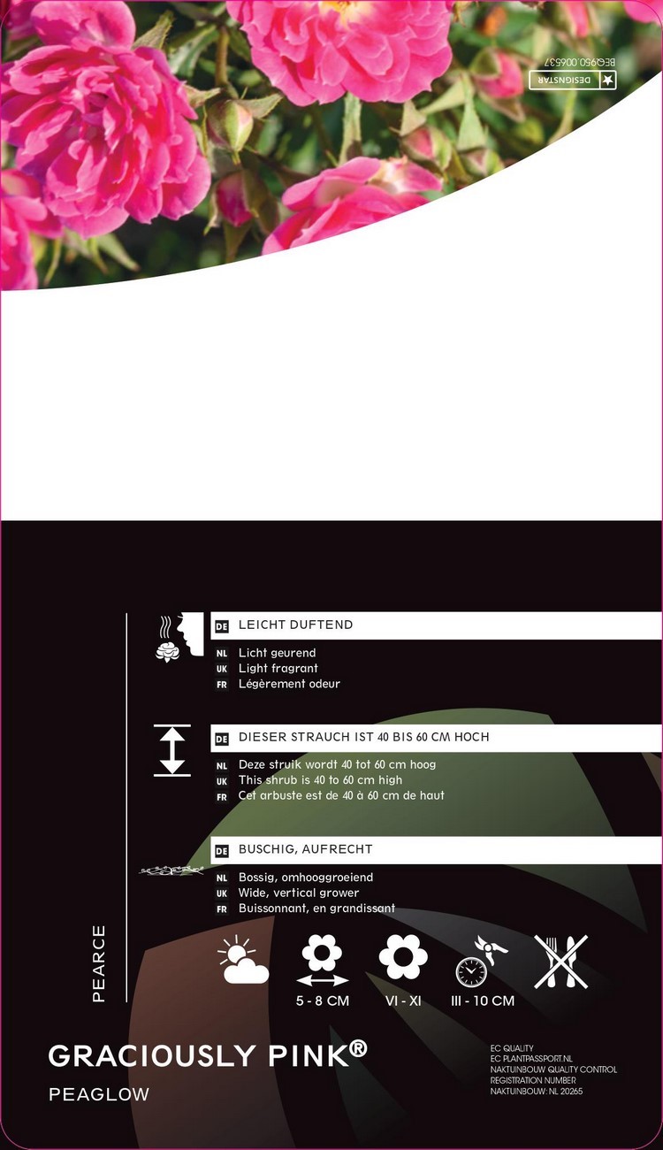 Rosa Graciously Pink - Kwekerij en verkoop Linskens