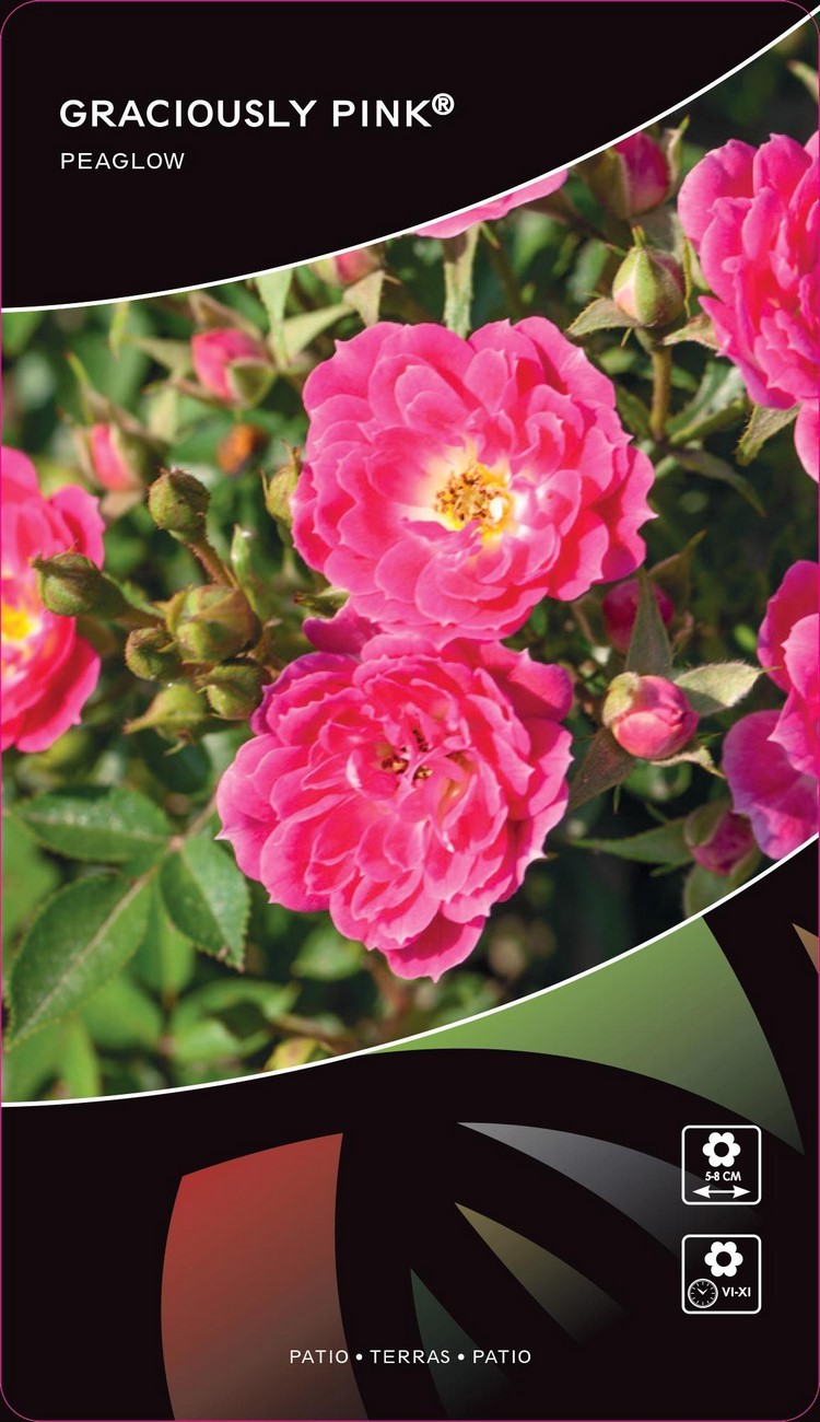 Rosa Graciously Pink - Kwekerij en verkoop Linskens